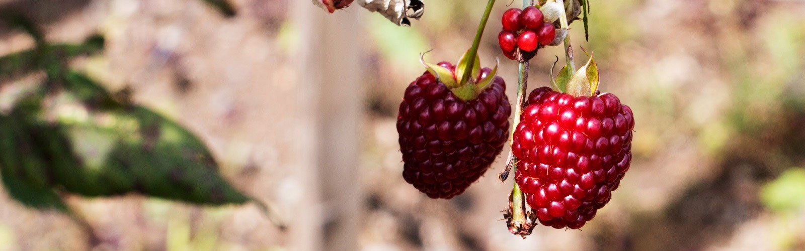 Mis Frutales – Ecuador – Pulpa de Fruta